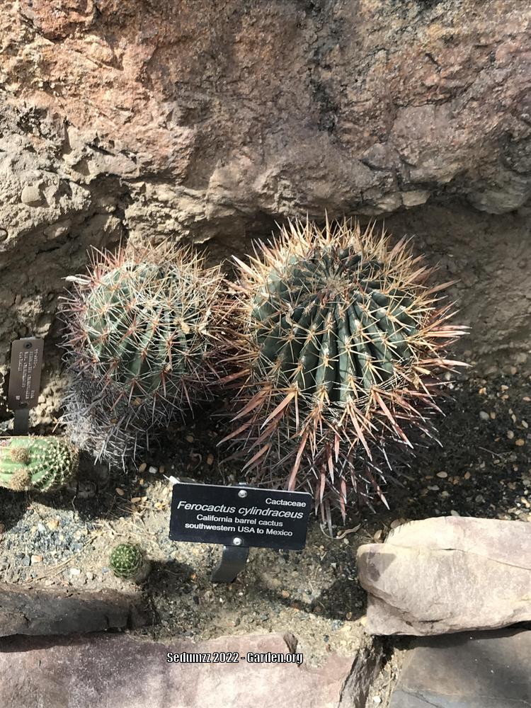 Photo of the entire plant of Compass Barrel Cactus (Ferocactus ...