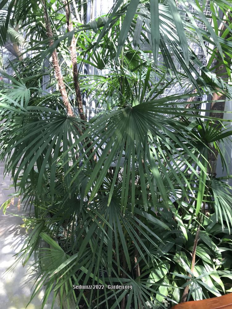 Photo of the entire plant of Slender Lady Palm (Rhapis humilis) posted ...