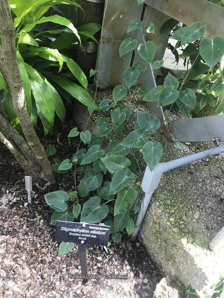 Photo of the entire plant of Brazilian Golden Vine (Stigmaphyllon ...