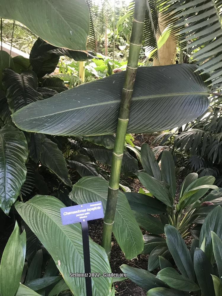 Photo of the stem, scape, stalk or bark of Pacaya Palm (Chamaedorea ...