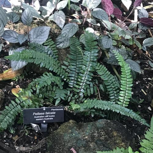 Australian Cliff Brake (Pellaea falcata) - Garden.org