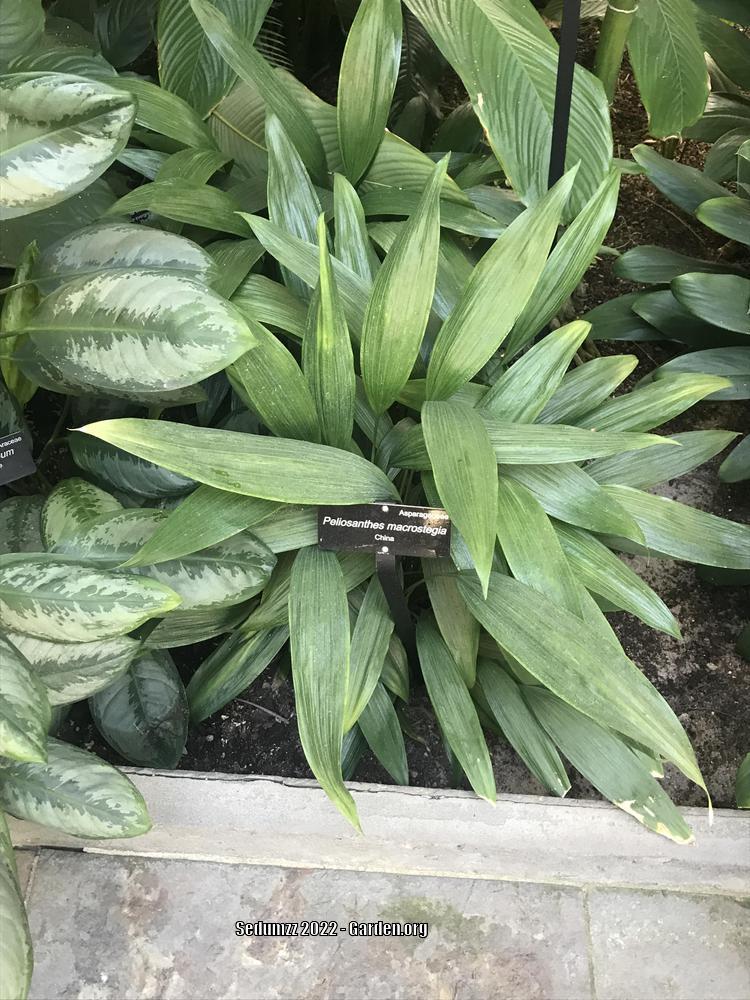 Peliosanthes macrostegia - Garden.org