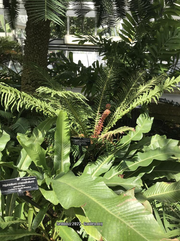 Photo of the entire plant of Red Dwarf Tree Fern (Neoblechnum ...