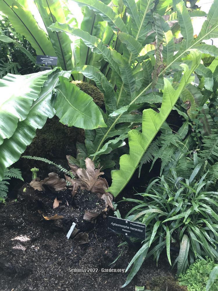 Photo of the entire plant of Drynaria heraclea posted by sedumzz ...