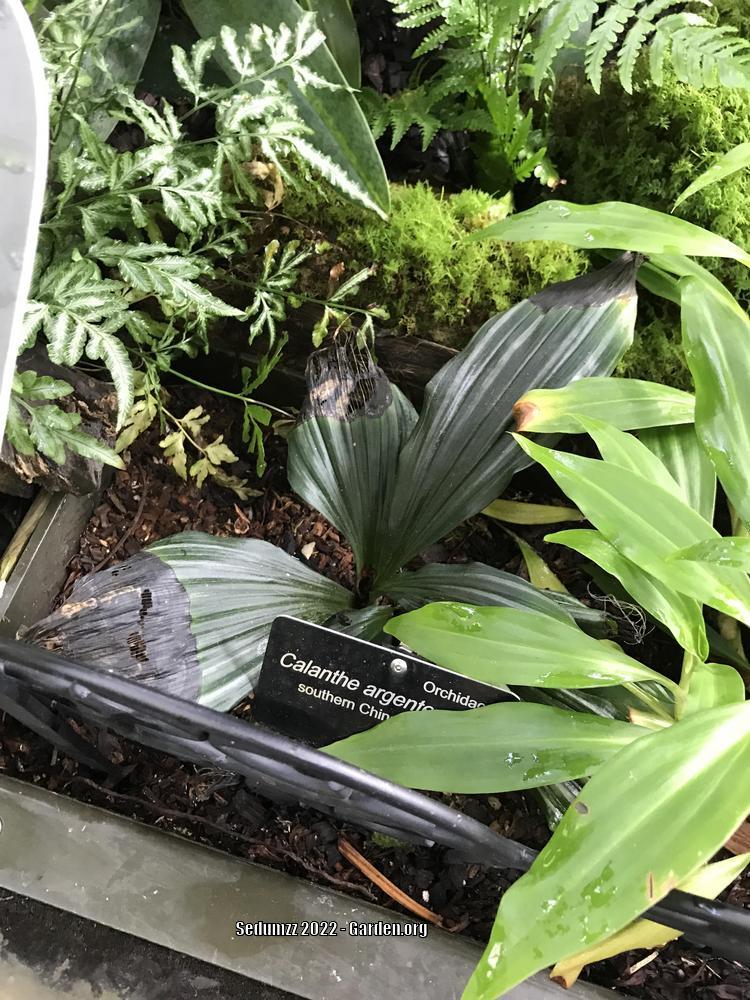 Photo of the entire plant of Orchid (Calanthe argenteostriata) posted ...