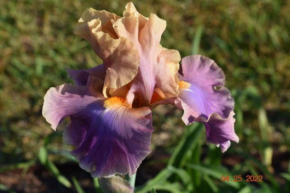 Photo of the bloom of Tall Bearded Iris (Iris 'Chasing Rainbows') posted by trmccray - Garden.org