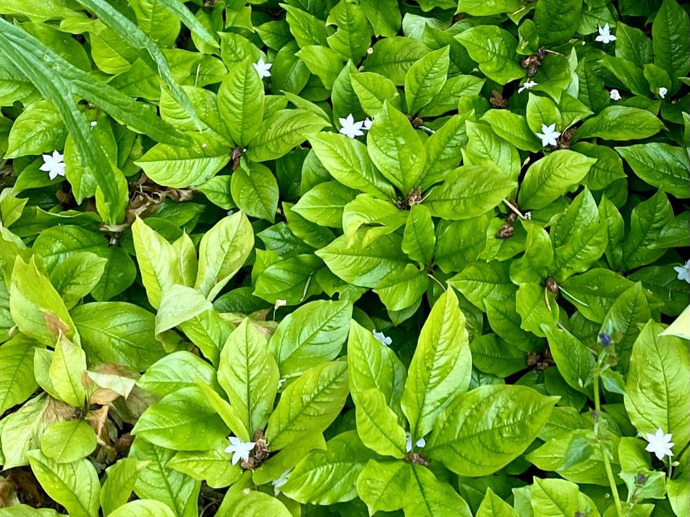 Photo of the entire plant of Broad-leaved Starflower (Lysimachia ...