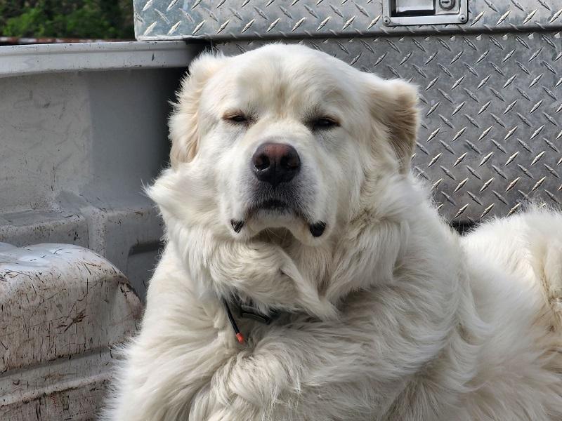 Pet Love 2022 in the Sandbox forum - Garden.org