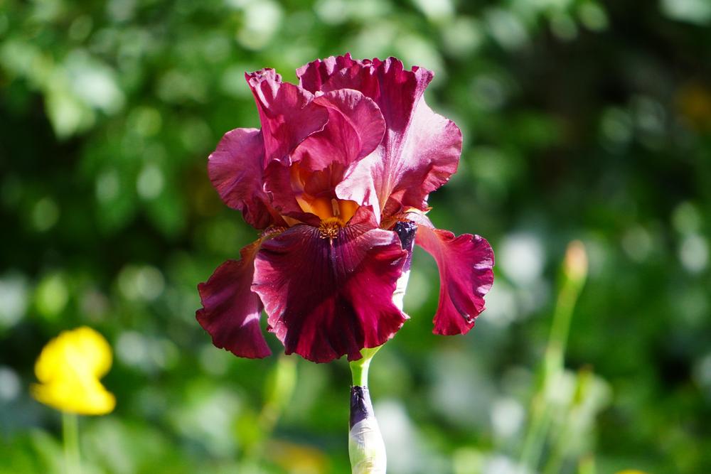 Photo of the bloom of Tall Bearded Iris (Iris 'Foreigner') posted by D3LL - Garden.org