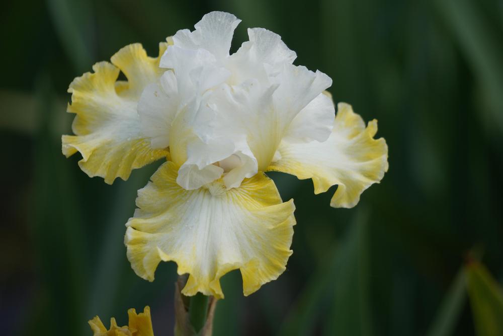 Photo of the bloom of Tall Bearded Iris (Iris 'Smiling Faces') posted ...