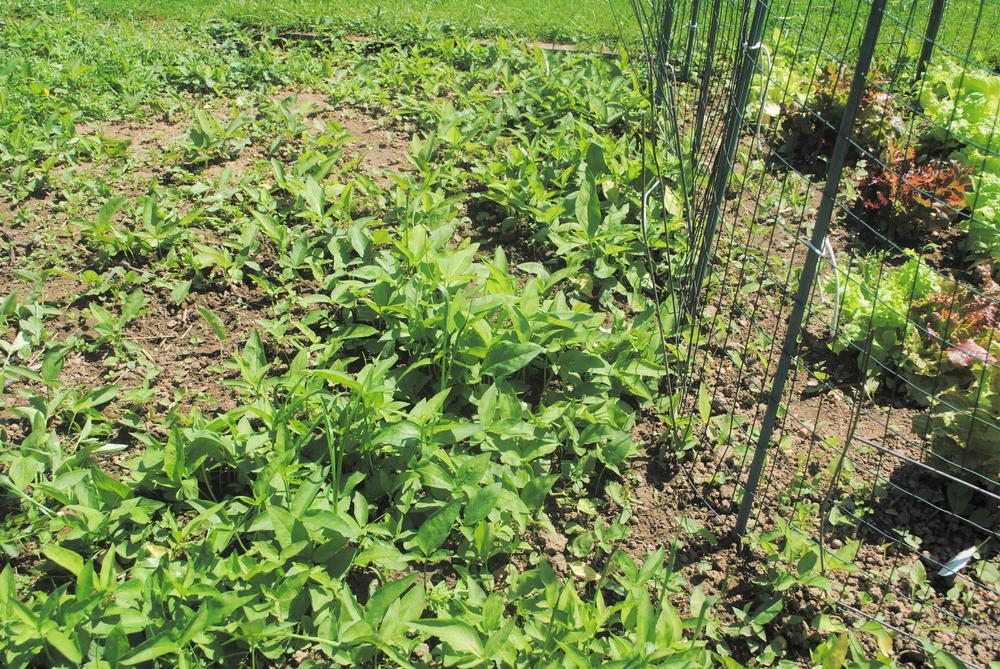 Photo of the entire plant of Crow-Dipper (Pinellia ternata) posted by ...