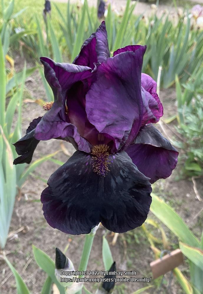 Photo of the bloom of Tall Bearded Iris (Iris 'Sable Night') posted by Lbsmitty - Garden.org