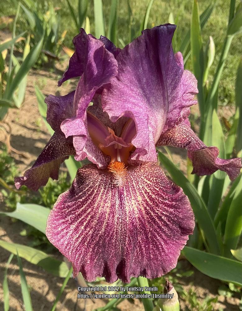 Photo of the bloom of Tall Bearded Iris (Iris 'Changing Winds') posted ...