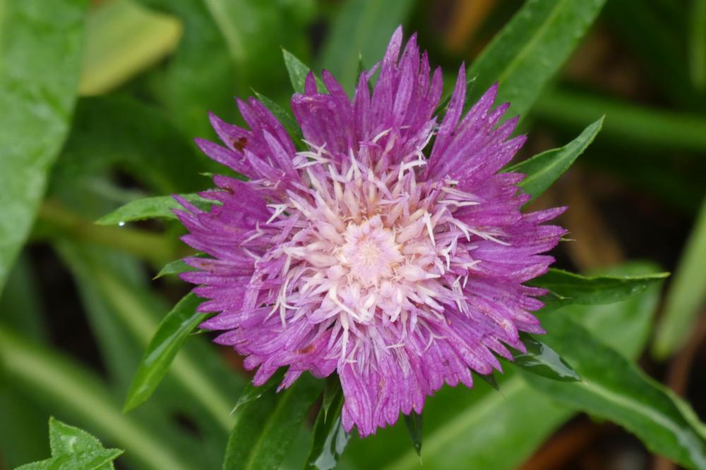 Photo of the bloom of Stokes' Aster (Stokesia laevis 'Colorwheel ...