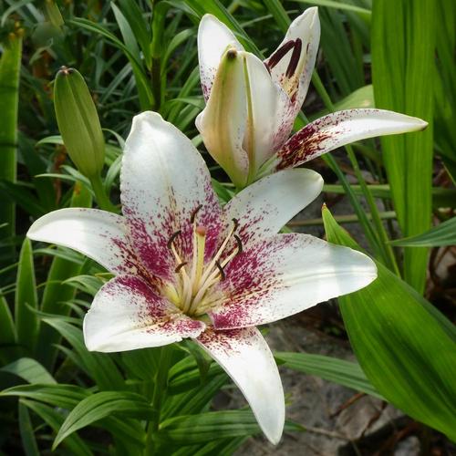 Lily (Lilium 'Tribal Kiss') in the Lilies Database - Garden.org