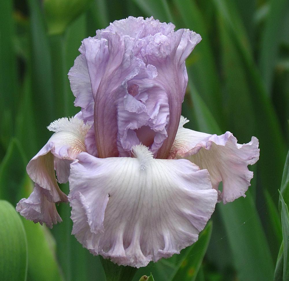 Photo of the bloom of Tall Bearded Iris (Iris 'Magical Moment') posted ...