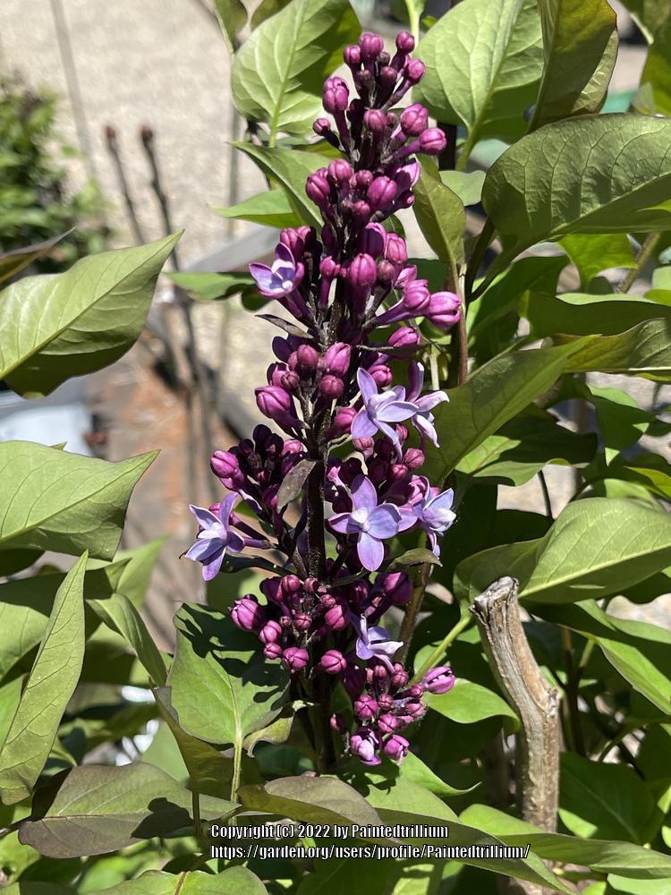 Photo of the bloom of Lilac (Syringa First Editions® Virtual Violet ...