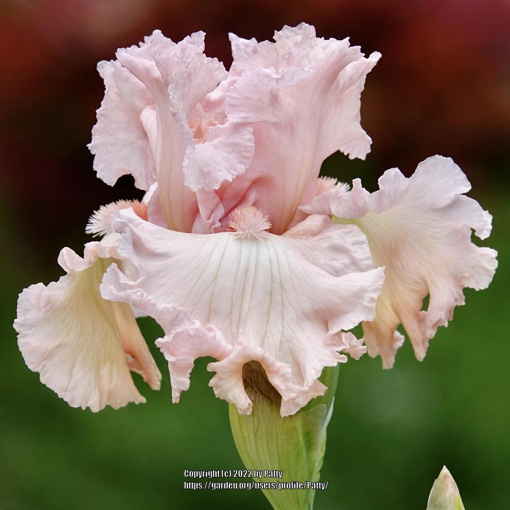 Photo of the bloom of Tall Bearded Iris (Iris 'June Krausse') posted by ...