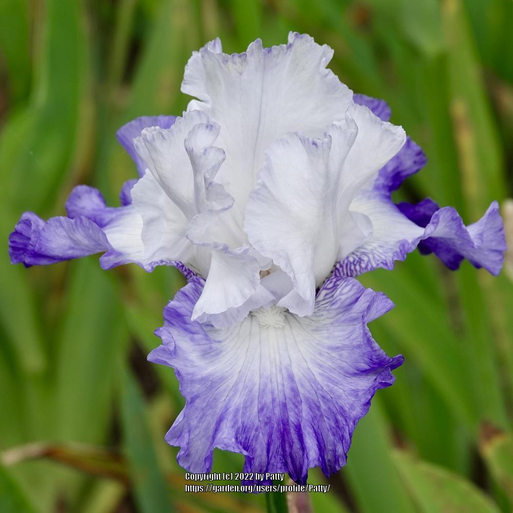 Tall Bearded Iris (Iris 'Blue Eyed Baby') in the Irises Database ...