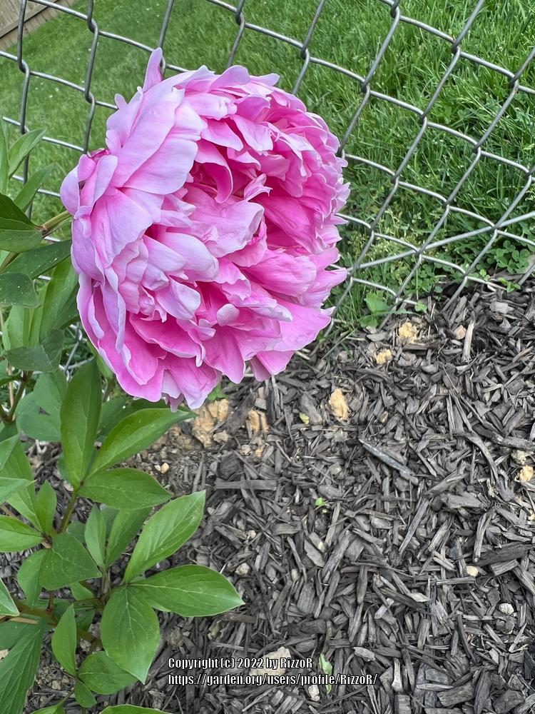 Peony id in the Plant ID forum - Garden.org