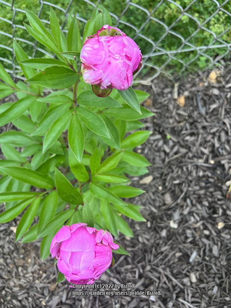 Peony id in the Plant ID forum - Garden.org