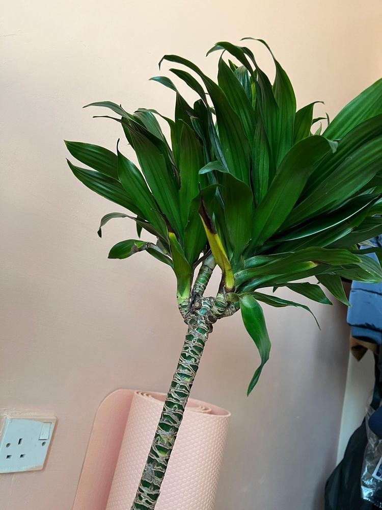 Janet Craig Compacta in the Ask a Question forum - Garden.org