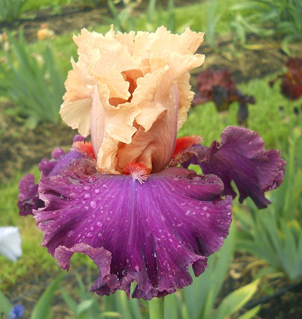 Tall Bearded Iris (Iris 'Wrap Her Up') in the Irises Database - Garden.org