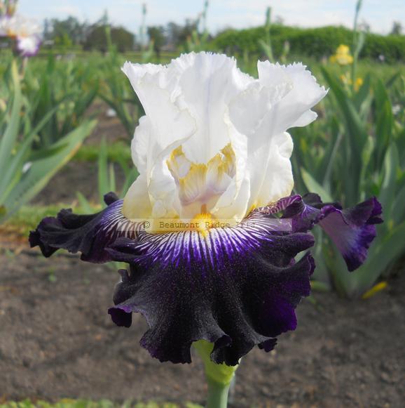Photo of the bloom of Tall Bearded Iris (Iris 'Nights in White Satin ...
