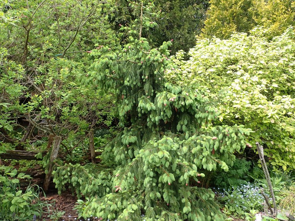 Photo of the entire plant of Norway Spruce (Picea abies 'Acrocona') posted by Vals_Garden ...