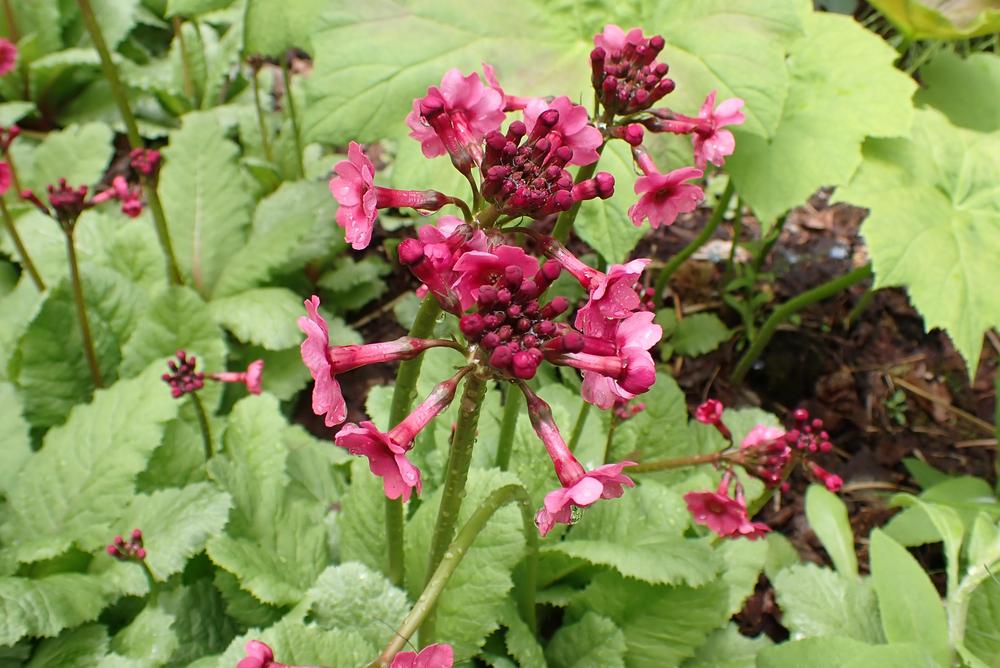 Photo of the bloom of Japanese Primrose (Primula japonica 'Miller's ...