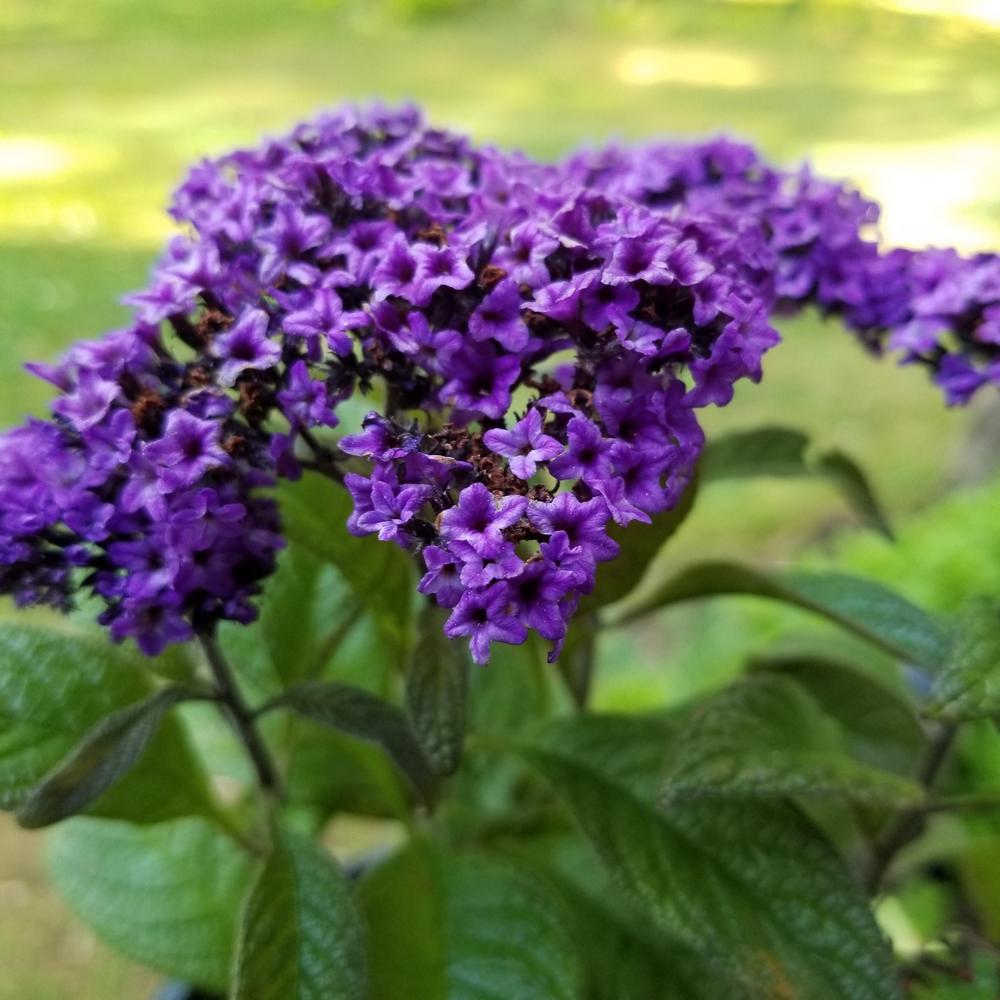 Photo of the bloom of Heliotrope (Heliotropium Scentropia™ Dark Blue ...