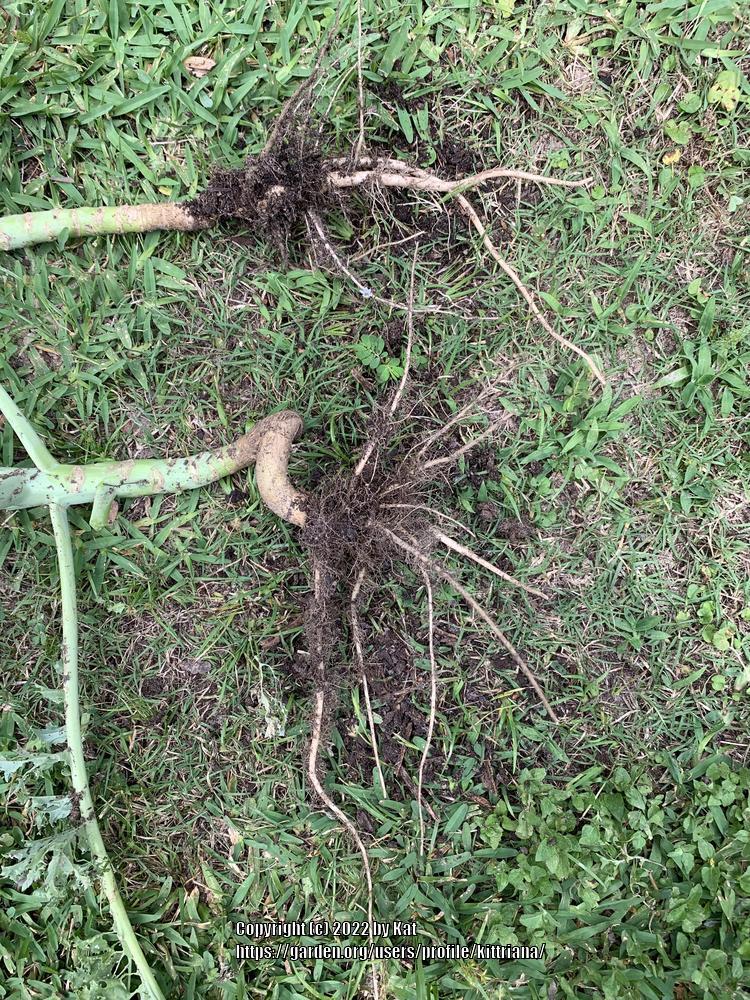 Photo of the roots of Kale (Brassica oleracea 'Dwarf Blue Curled Vates ...