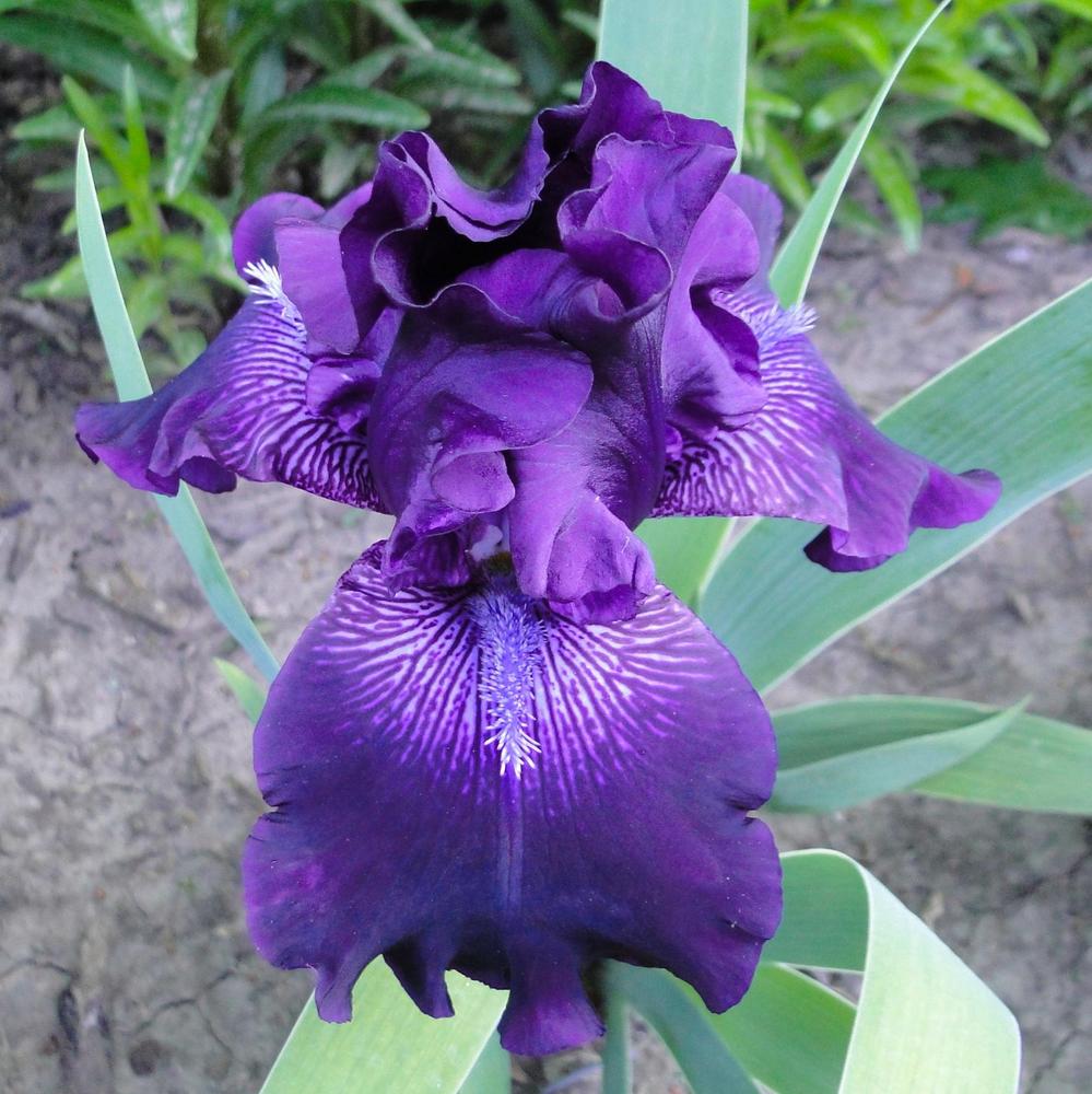 Photo of the bloom of Iris 'Grape Harvest' posted by lauriemorningglory ...