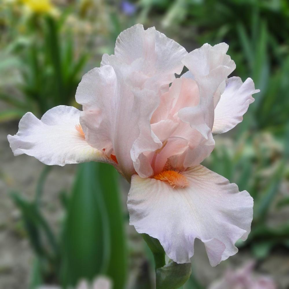 Miniature Tall Bearded Iris (Iris 'Baby Doll Pink') in the Irises ...