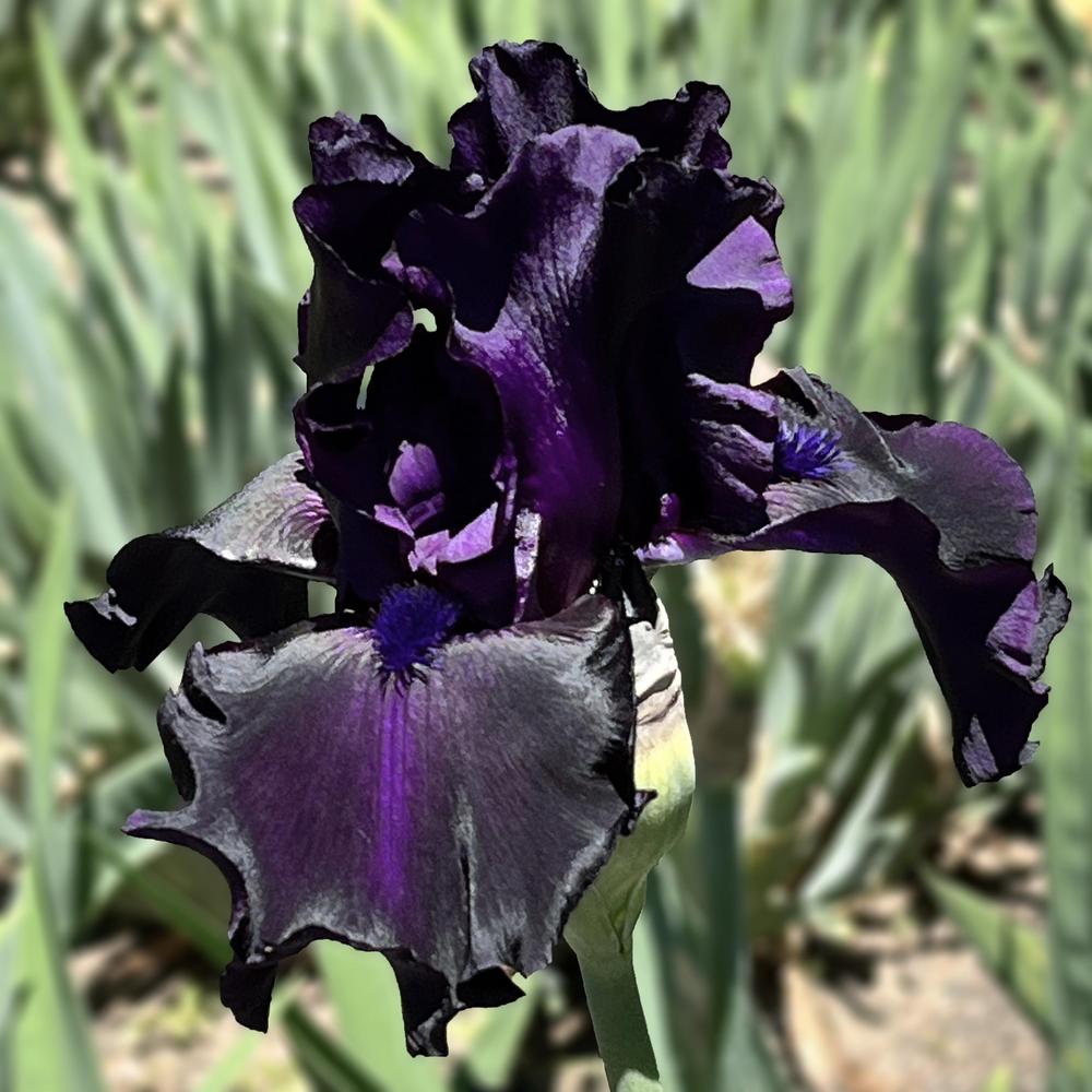 Photo of the bloom of Tall Bearded Iris (Iris 'Ghost Train') posted by ...