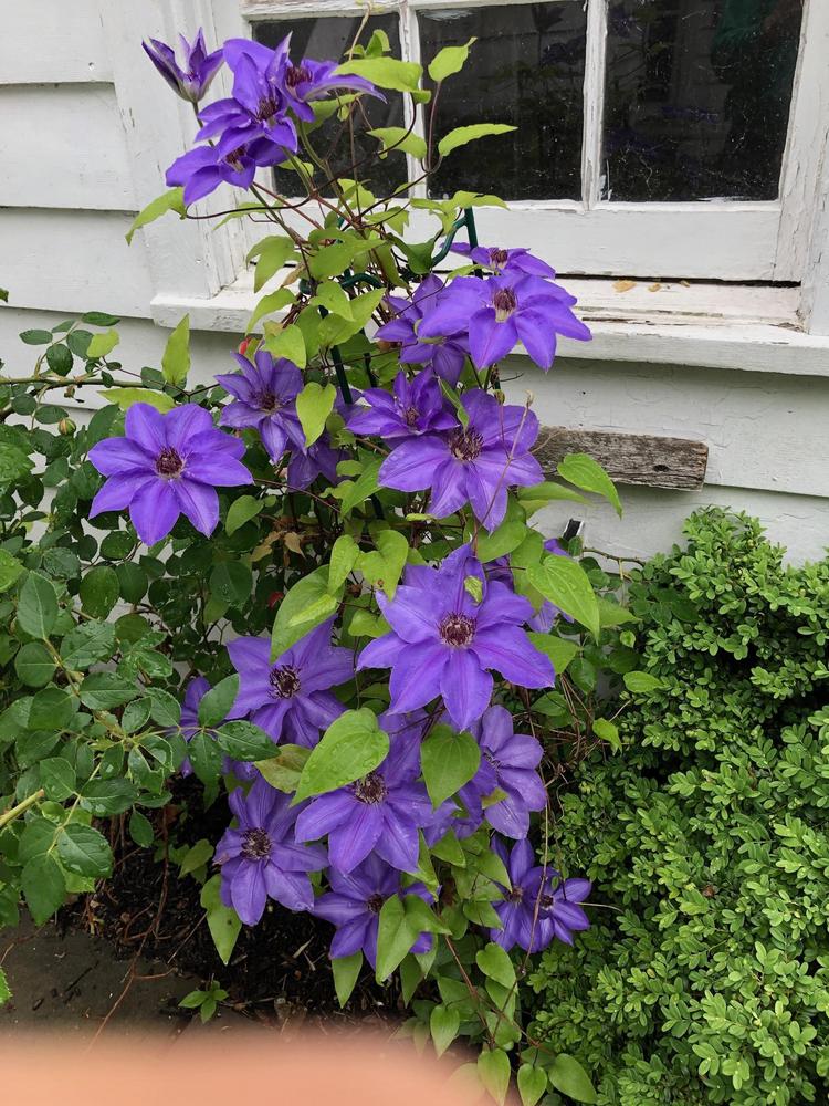 Clematis 'Ramona' in the Clematis Database - Garden.org