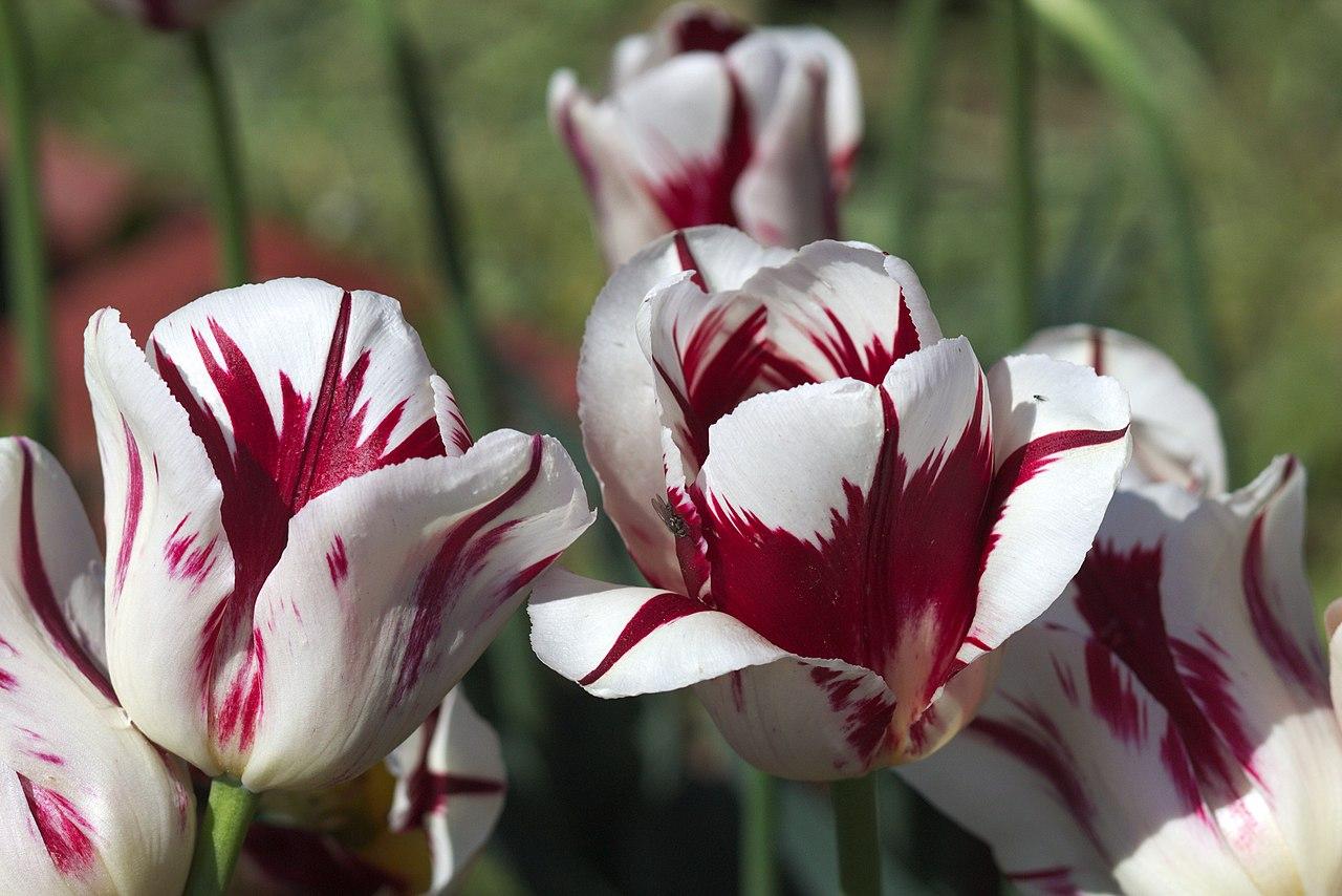 Photo of the bloom of Triumph Tulip (Tulipa 'Grand Perfection') posted ...