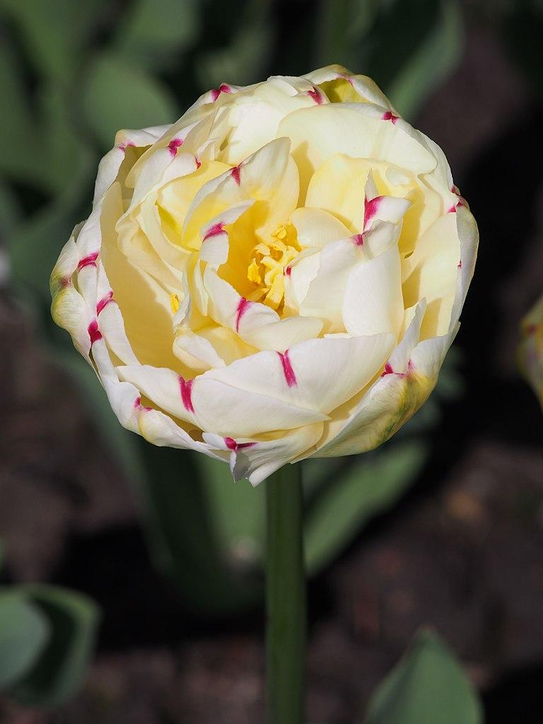 Double Late Tulip (Tulipa 'Danceline') in the Tulips Database - Garden.org