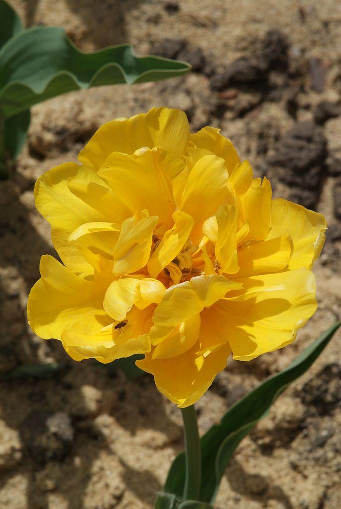 Tulip (Tulipa 'Duc van Tol') in the Tulips Database - Garden.org