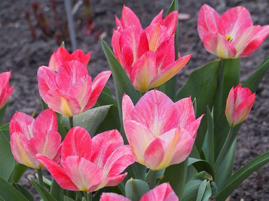 Tulip (Tulipa 'Flaming Emperor') in the Tulips Database - Garden.org