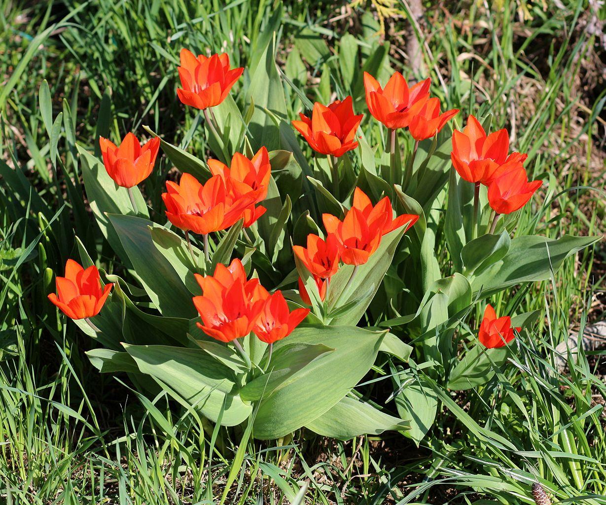 Species Tulip (Tulipa praestans 'Fusilier') in the Tulips Database ...
