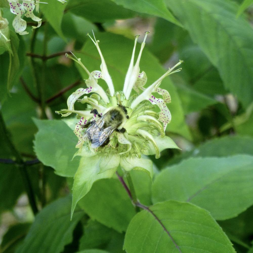 White Bergamot (Monarda clinopodia) in the Bee Balms Database - Garden.org