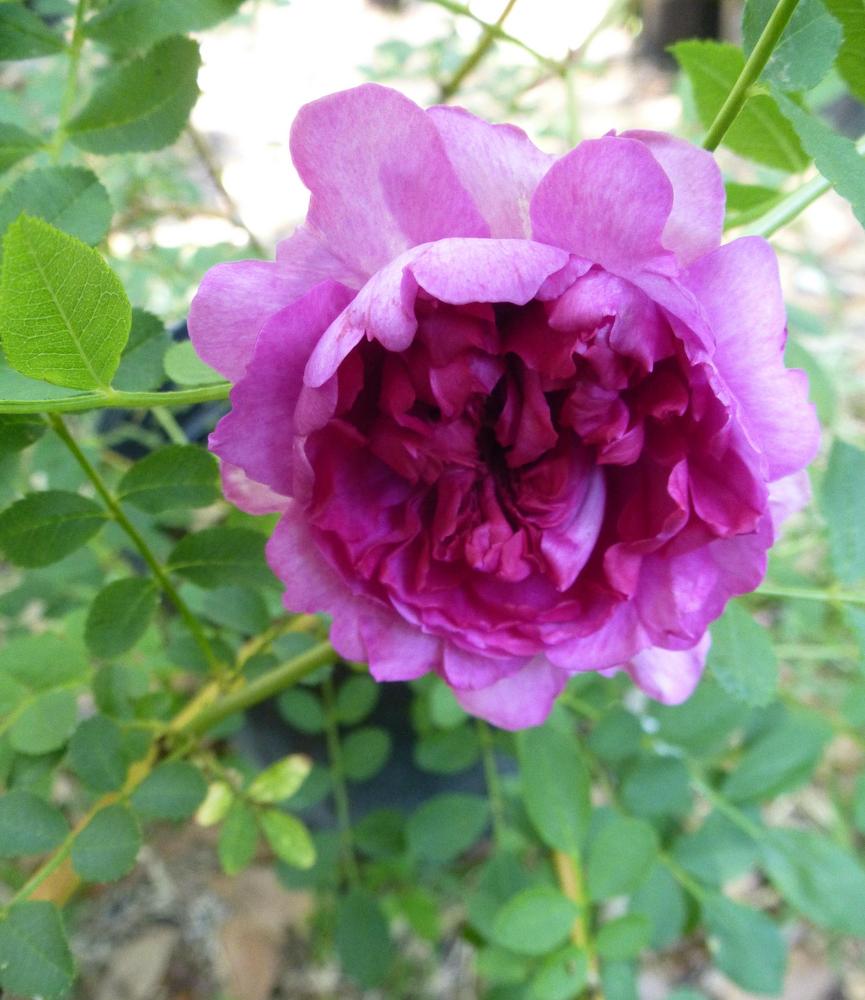 Photo of the bloom of Double Chestnut Rose (Rosa roxburghii) posted by ...