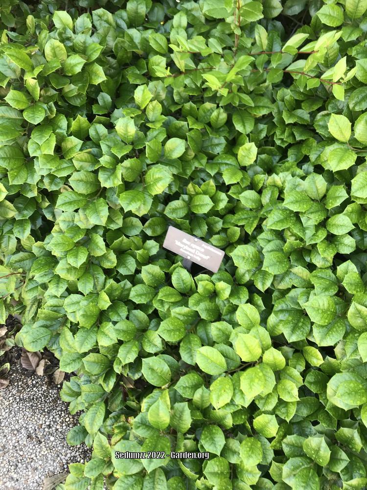 American Holly (Ilex opaca 'Maryland Dwarf') in the Ilex Database ...