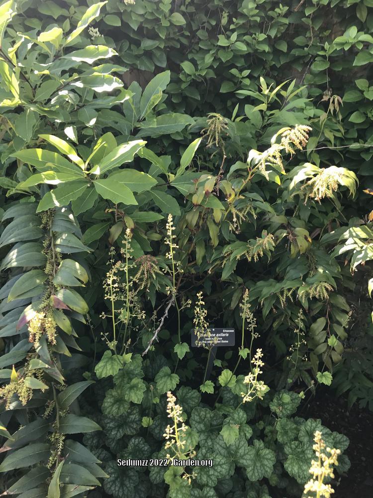 Photo of the entire plant of Coast leucothoe (Leucothoe axillaris ...