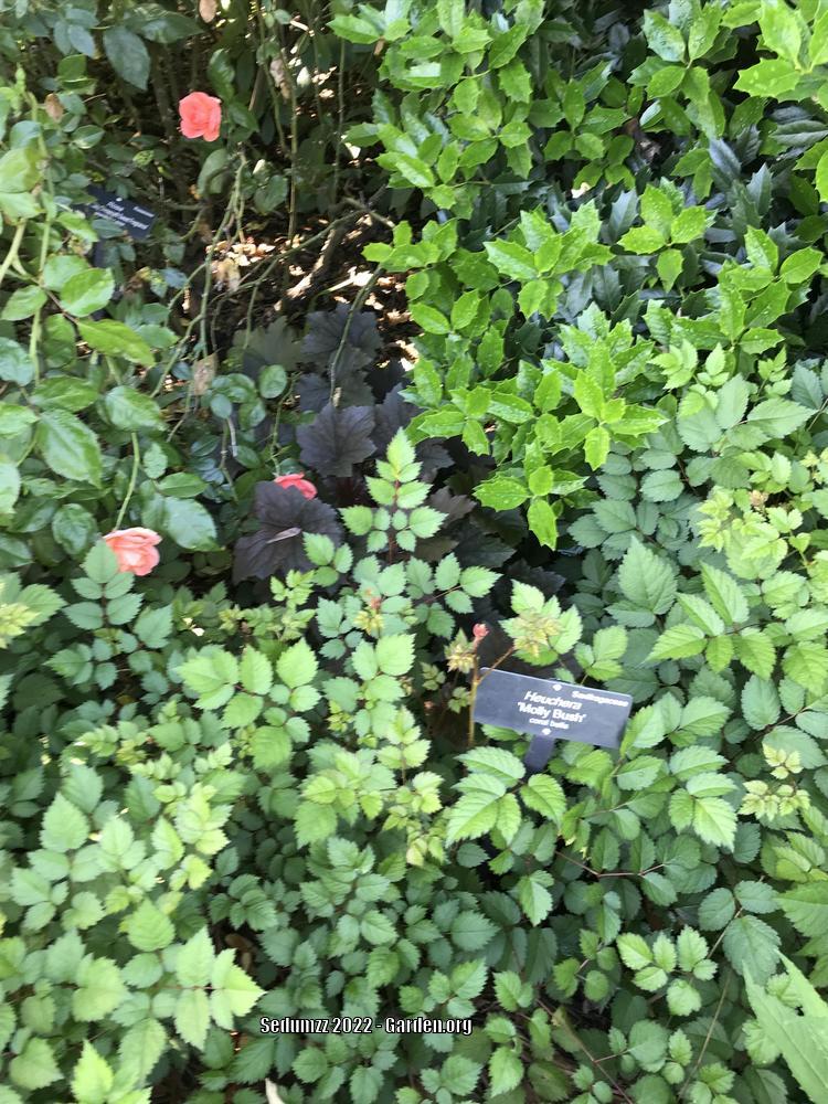 Photo of the entire plant of Coral Bells (Heuchera 'Molly Bush') posted ...