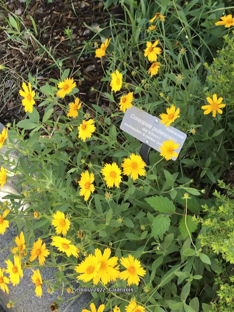 Photo of the entire plant of Star tickseed (Coreopsis pubescens) posted ...