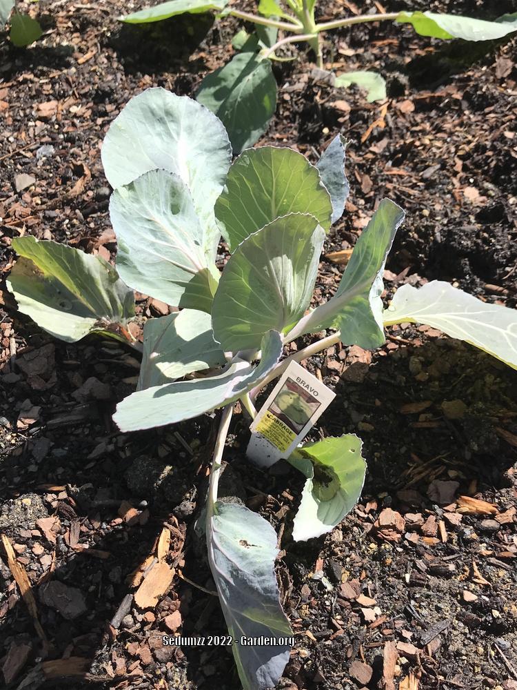 Cabbage (Brassica oleracea var. capitata 'Bravo') in the Brassicas ...
