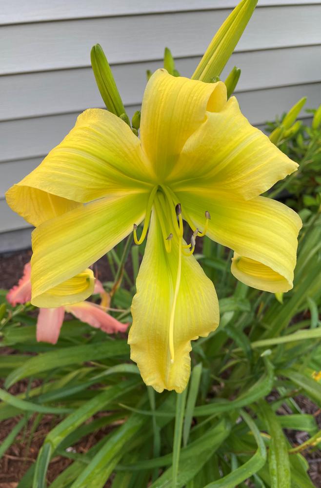 Photo of the bloom of Daylily (Hemerocallis 'Spider Miracle') posted by ...