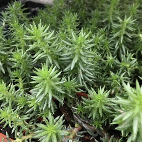 Jenny's Stonecrop (Petrosedum rupestre Winter Fire™) - Garden.org